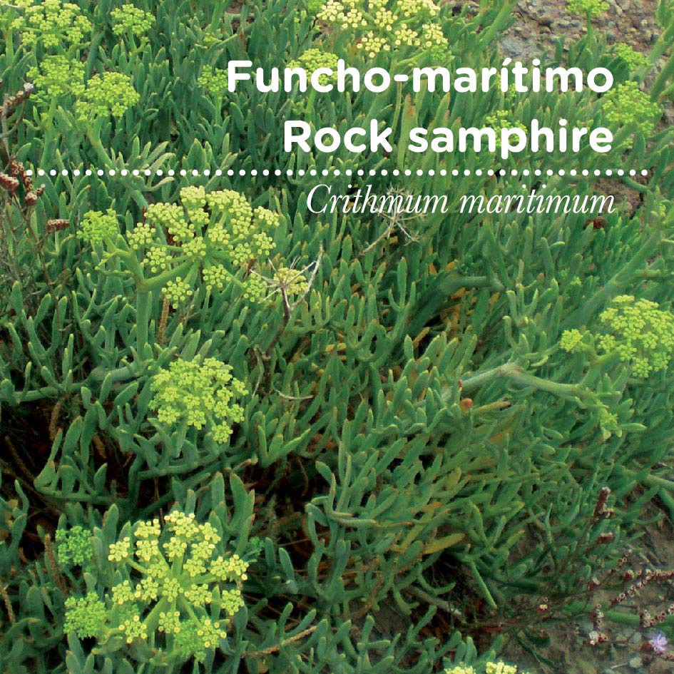 Funcho-marítimo | Sementes de Portugal