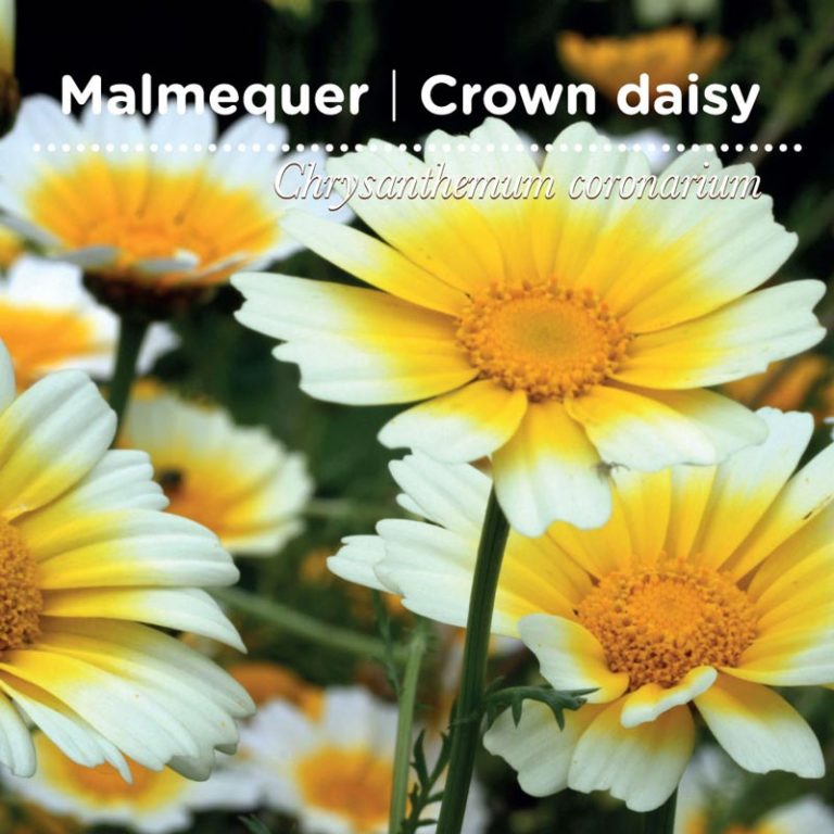 Malmequer | Sementes de Portugal